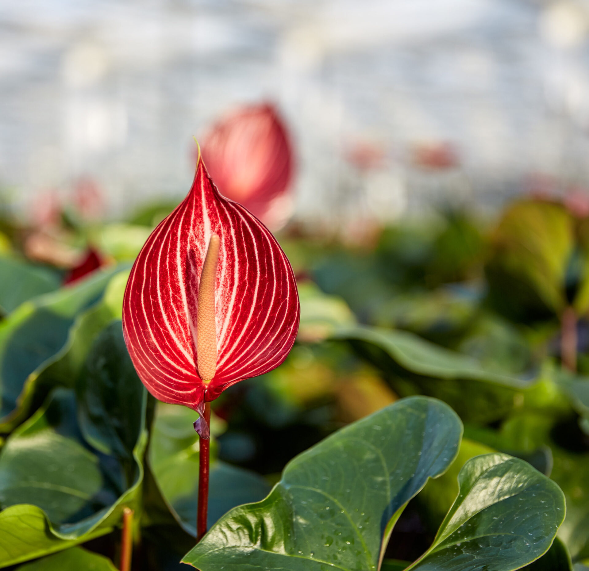 Anthuriums - Bouman Anthuriums