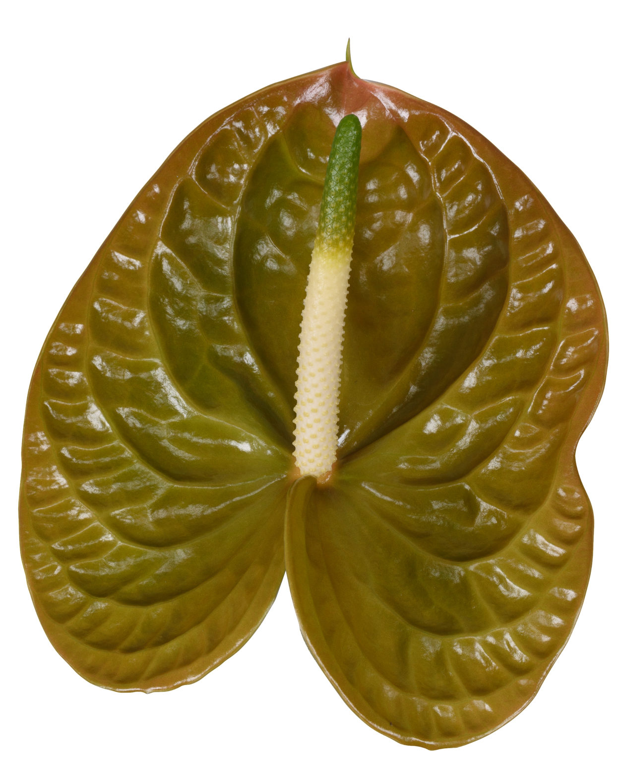 Soorten Anthuriums - Bouman Anthuriums