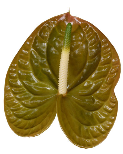 Soorten Anthuriums - Bouman Anthuriums