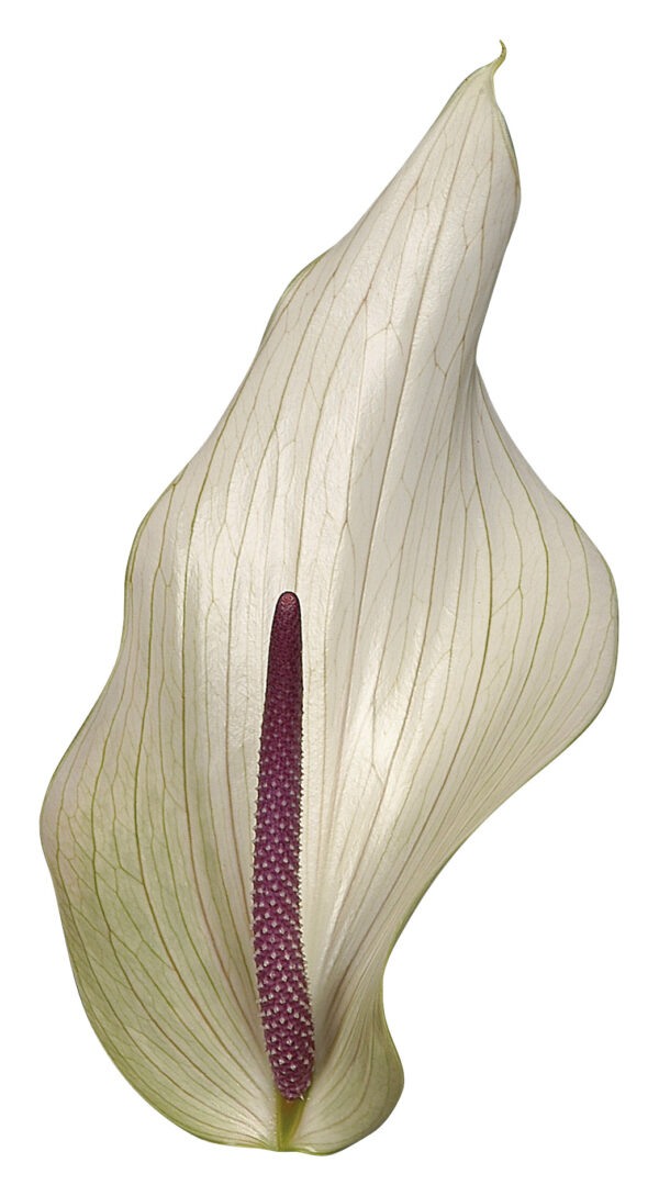 Soorten Anthuriums - Bouman Anthuriums