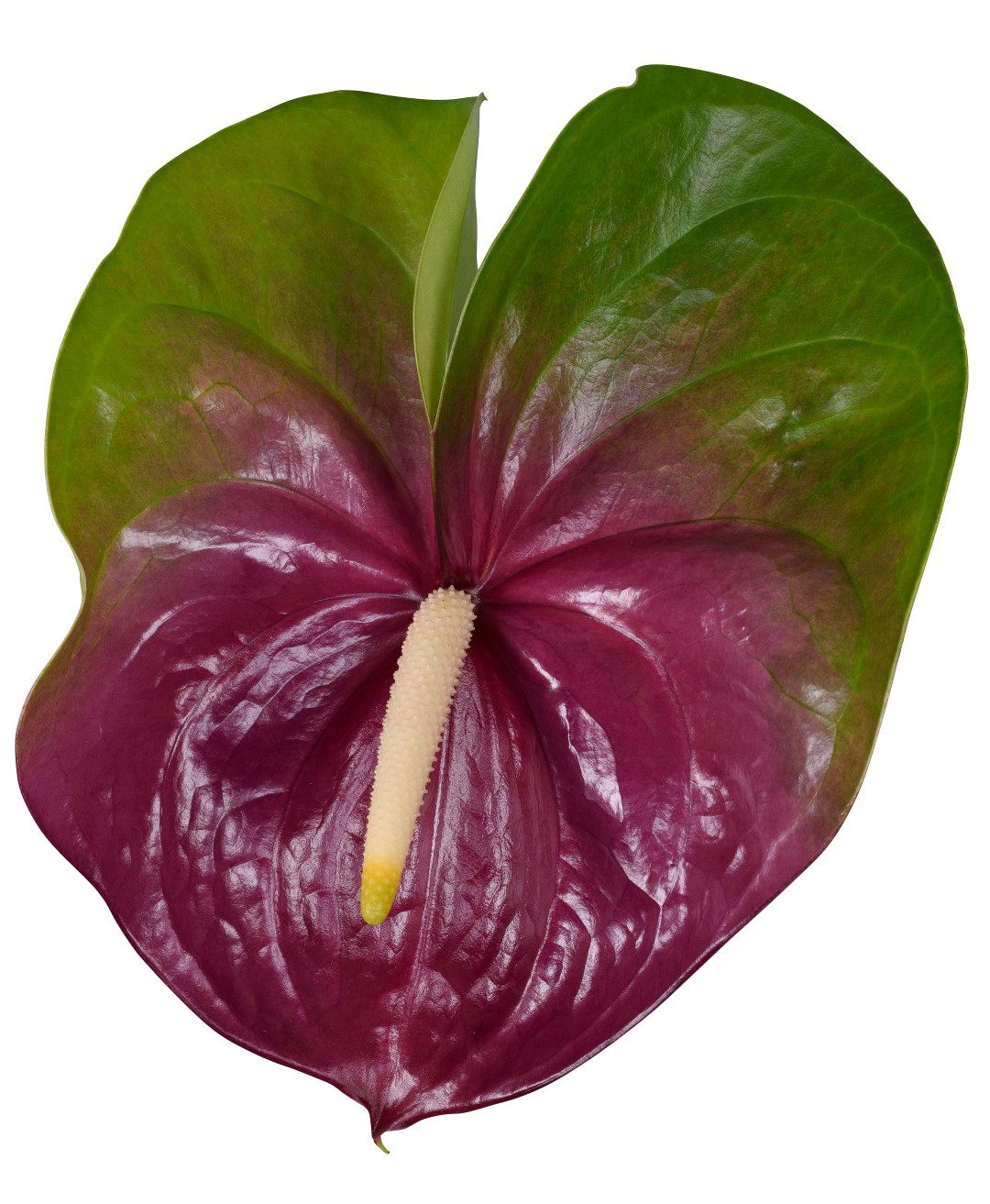 Soorten Anthuriums - Bouman Anthuriums